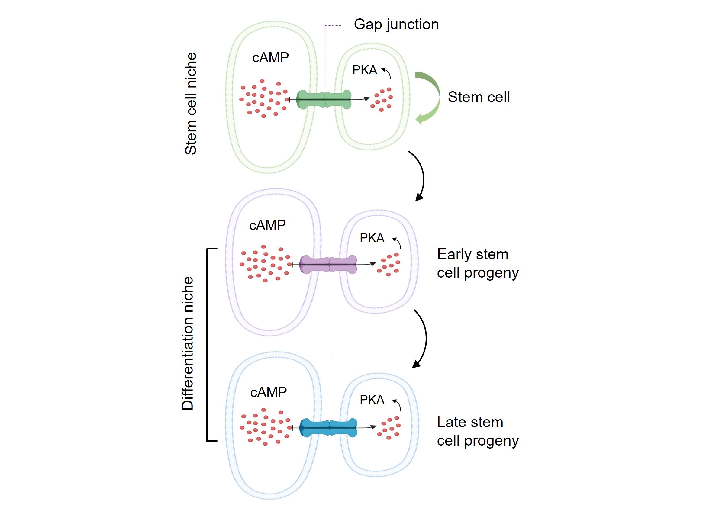 Hkust Researchers Find How Stem Cell Niche Guides Differentiation Into Functional Cells